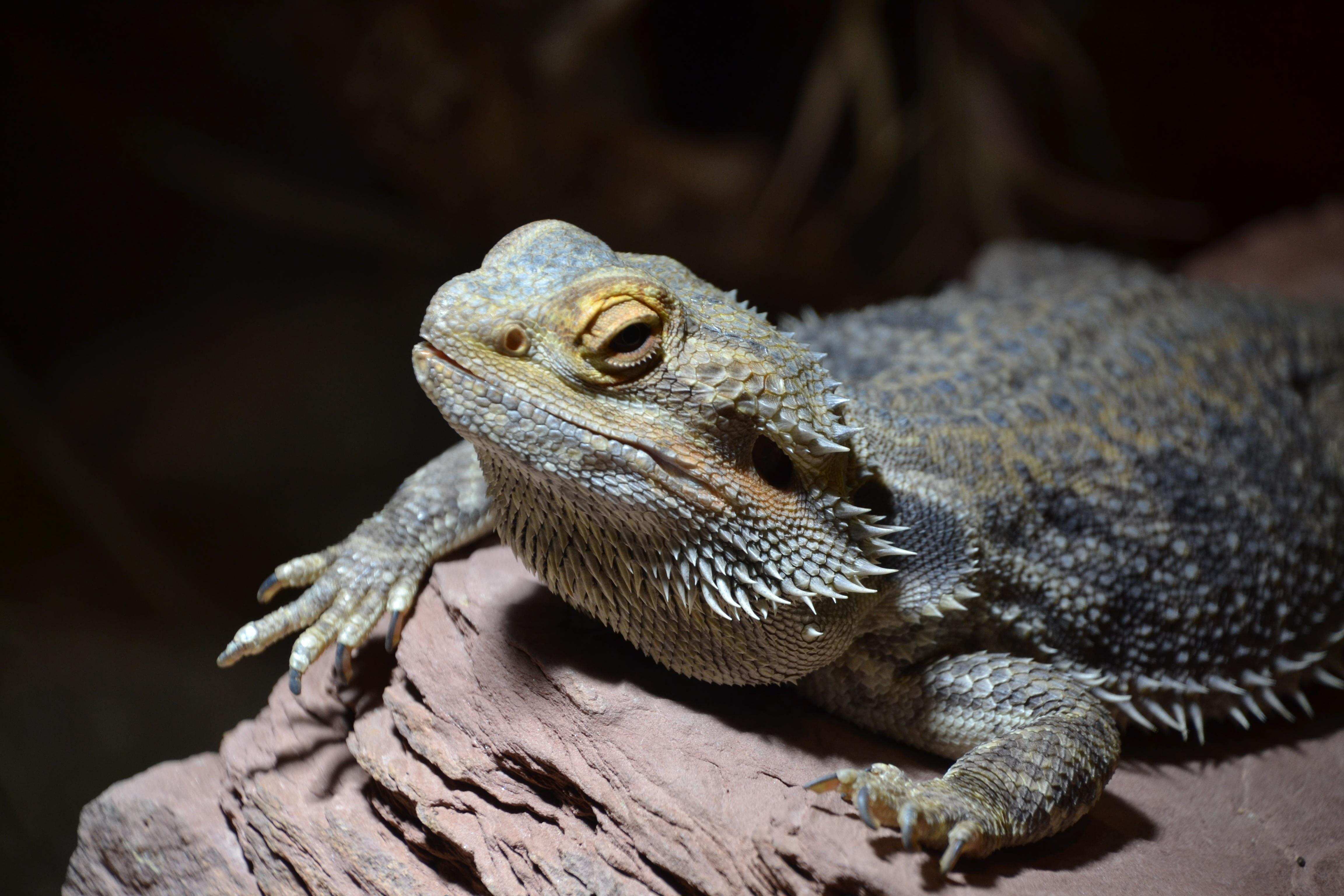 The Complete Bearded Dragon Care Sheet » Tips, Guidelines, & More
